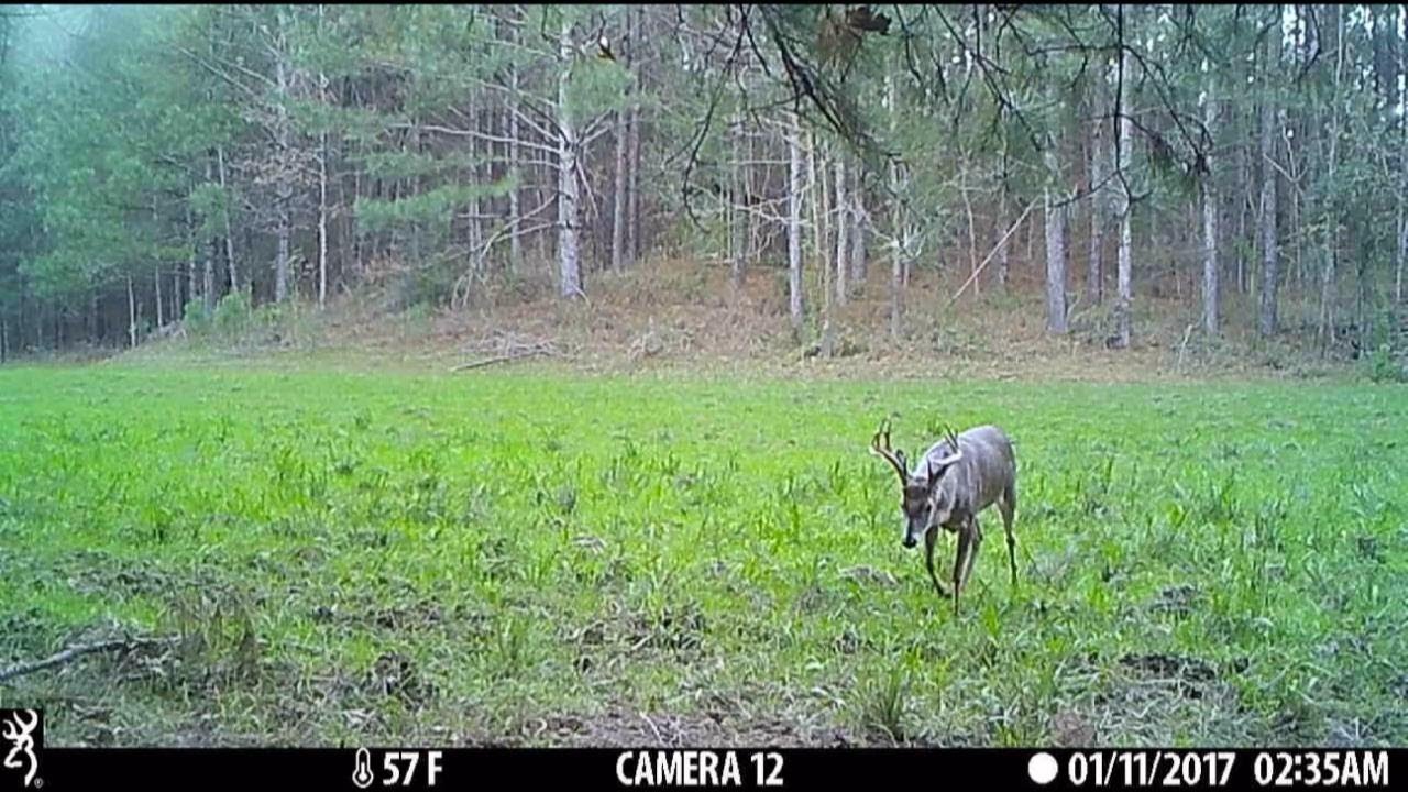 Trail Cam Videos from December 2021 - YouTube