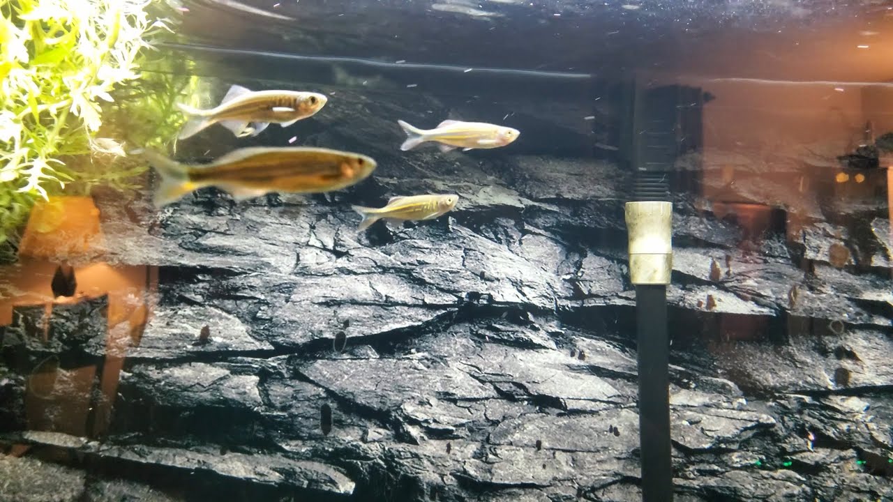 River Fish Tank - Giant Danios - YouTube