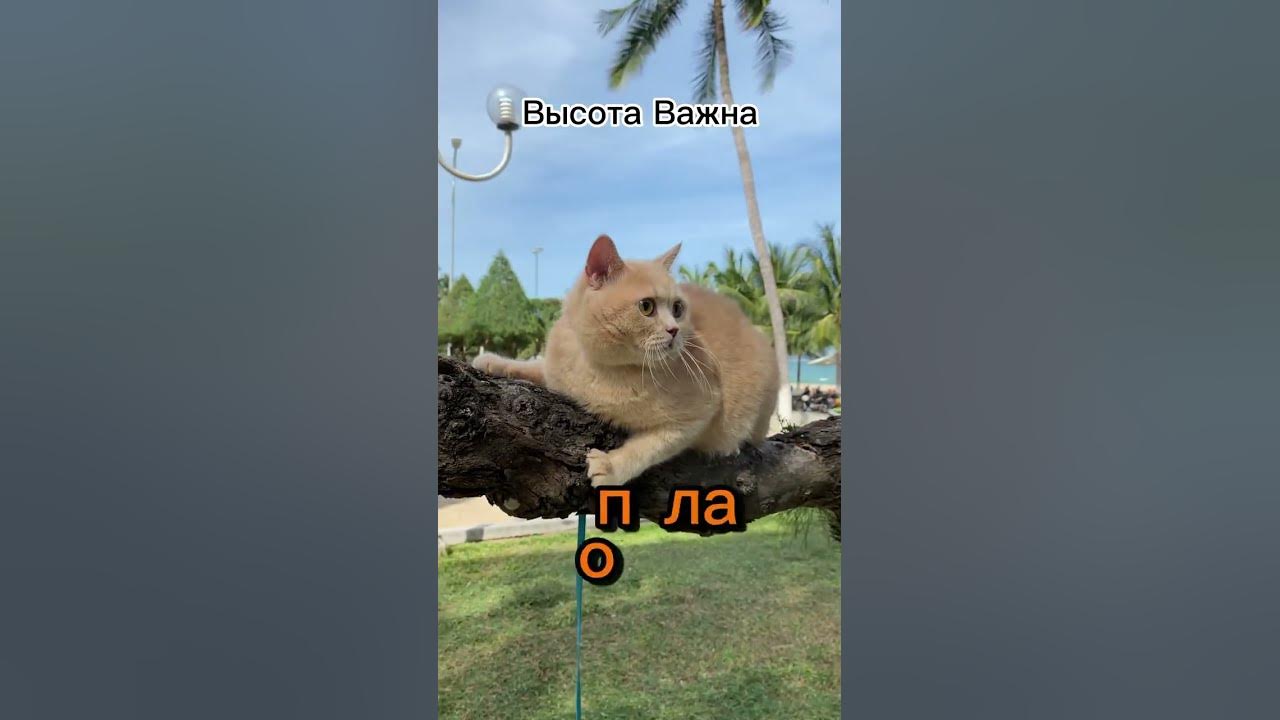 Высота важна почему еда для кошек в нашем магазине на нижней полке 🐾😸