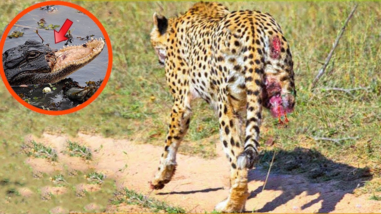 Dire! Crocodile Rushed In To Tear Cheetah While Crossing The River ...