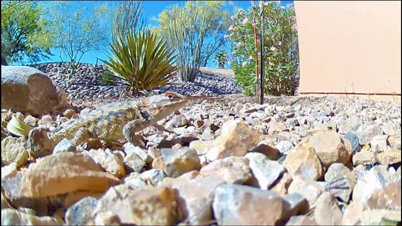 Desert Spiny Lizards, a Roadrunner, and Dozens of Baby Quail Chicks ...
