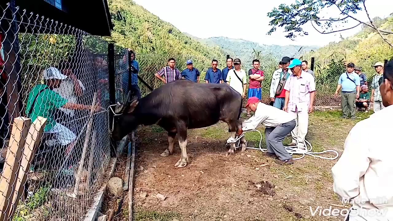 Upacara pelaksanaan sogit sogindai di Kg.Kiau.. 27.1.2020. - YouTube