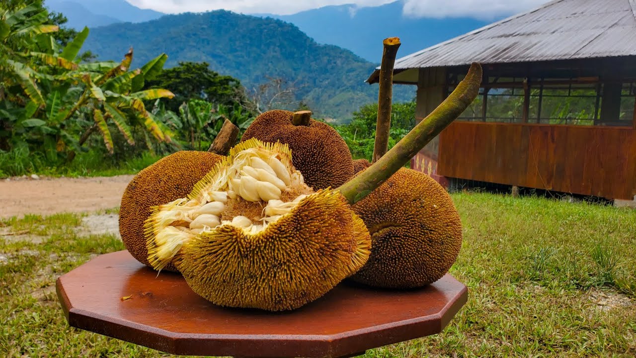 Marang Fruit Tree Showcase! - YouTube