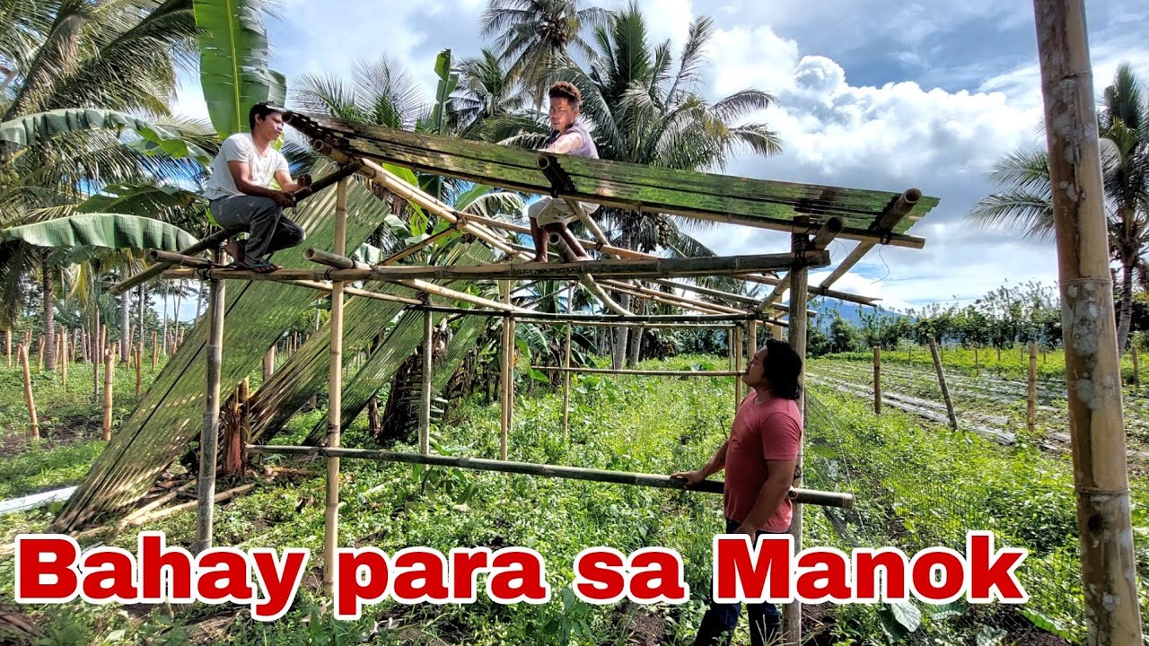 Starting Manok Farming Business - YouTube