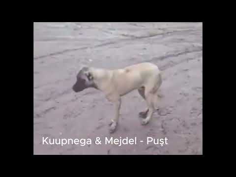 KuupNega &  Mejdel - Puşt  (Diss)