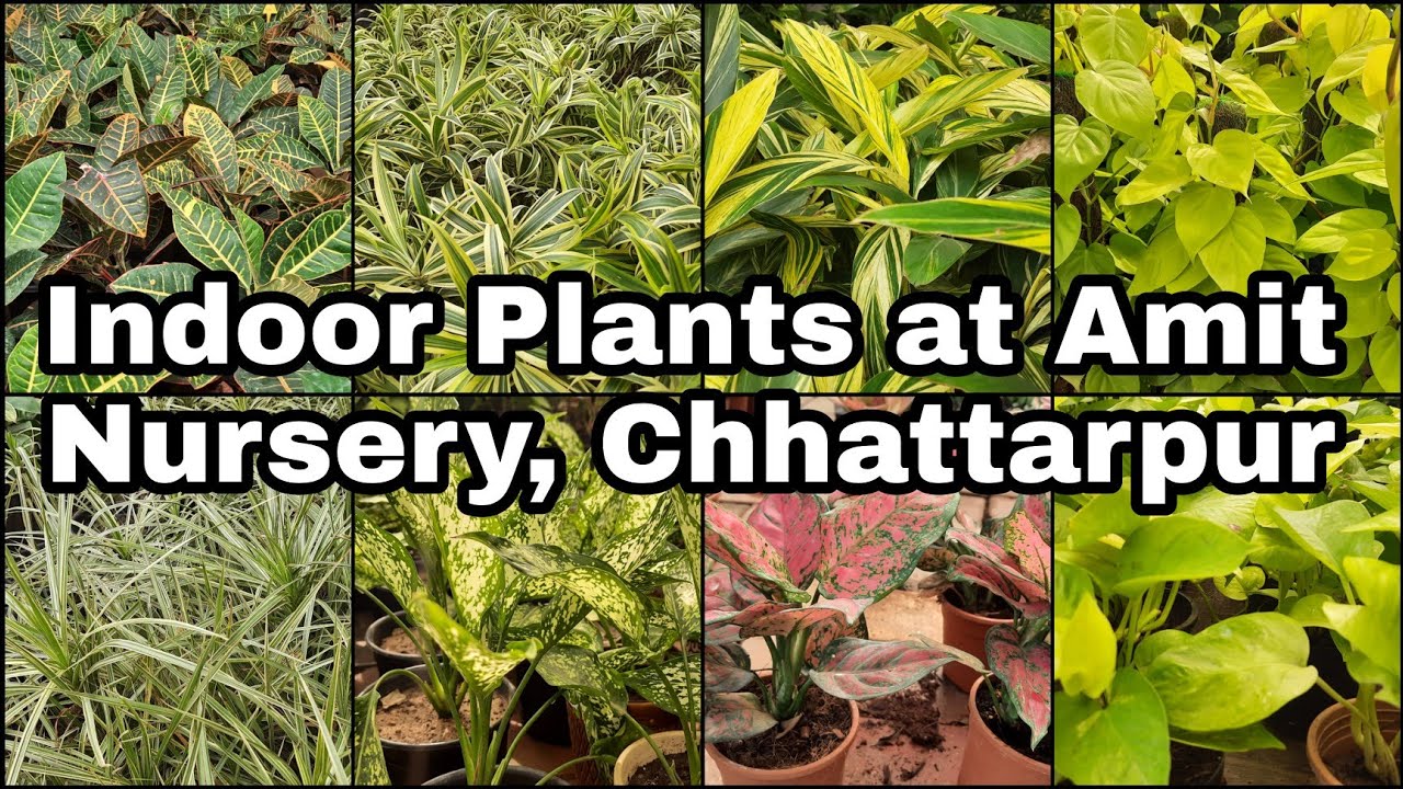 Indoor Plants at Amit Nursery Chhattarpur |Ramiya's Gardening - YouTube