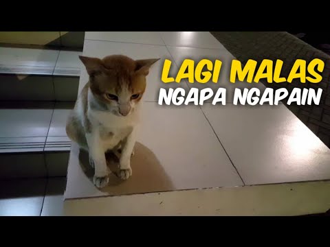 KUCING || KUCING KAMPUNG || KUCING LIAR || KUCING LAGI MALAS NGAPA ...