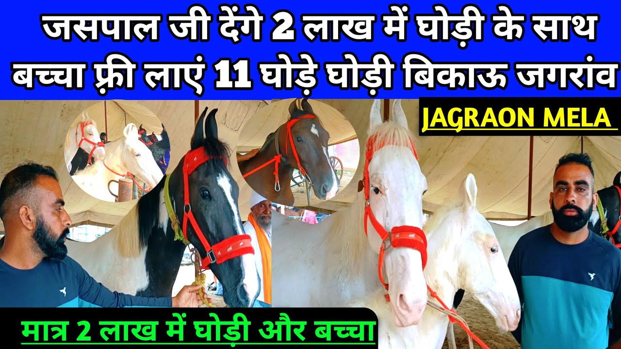 जसपाल जी देंगे 2 लाख में घोड़ी के साथ बच्चा फ़्री लाएं 11 घोड़ियां ...