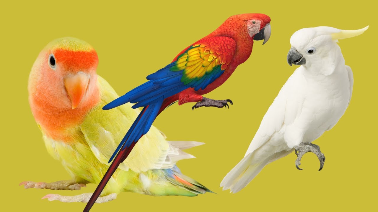 Beautiful Birds | Kurullo Nursery Song | #Kurullo #කුරුල්ලෝ | The Birds ...