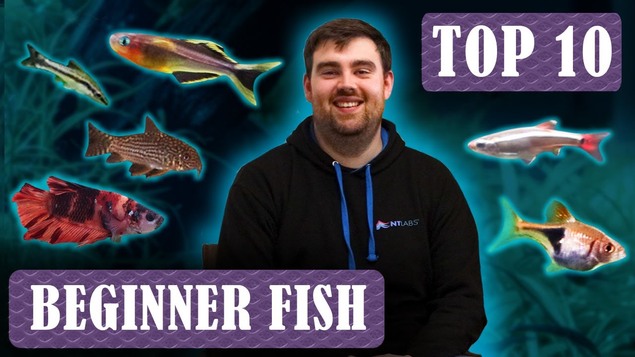TOP 10 BEGINNER FISH FOR YOUR AQUARIUM with Tom Ackrill | NT Labs - YouTube