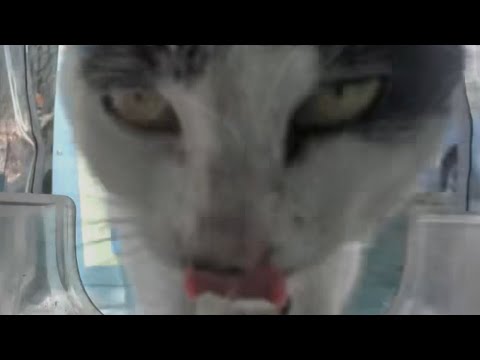 Hello street cat!!! - YouTube