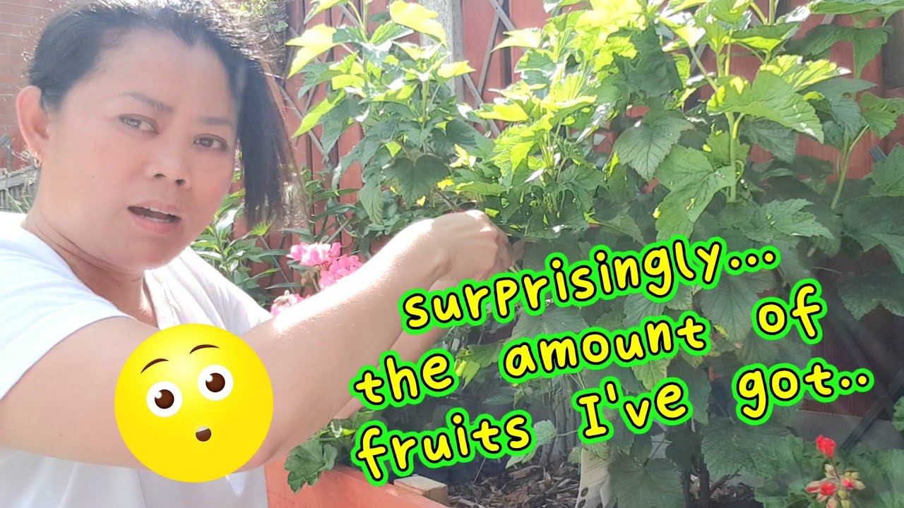 Harvesting Our Dwarf Black Currants, Marami Pala kahit Maliit lang ...
