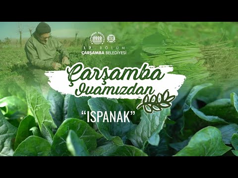 ÇARŞAMBA OVAMIZDAN | ISPANAK