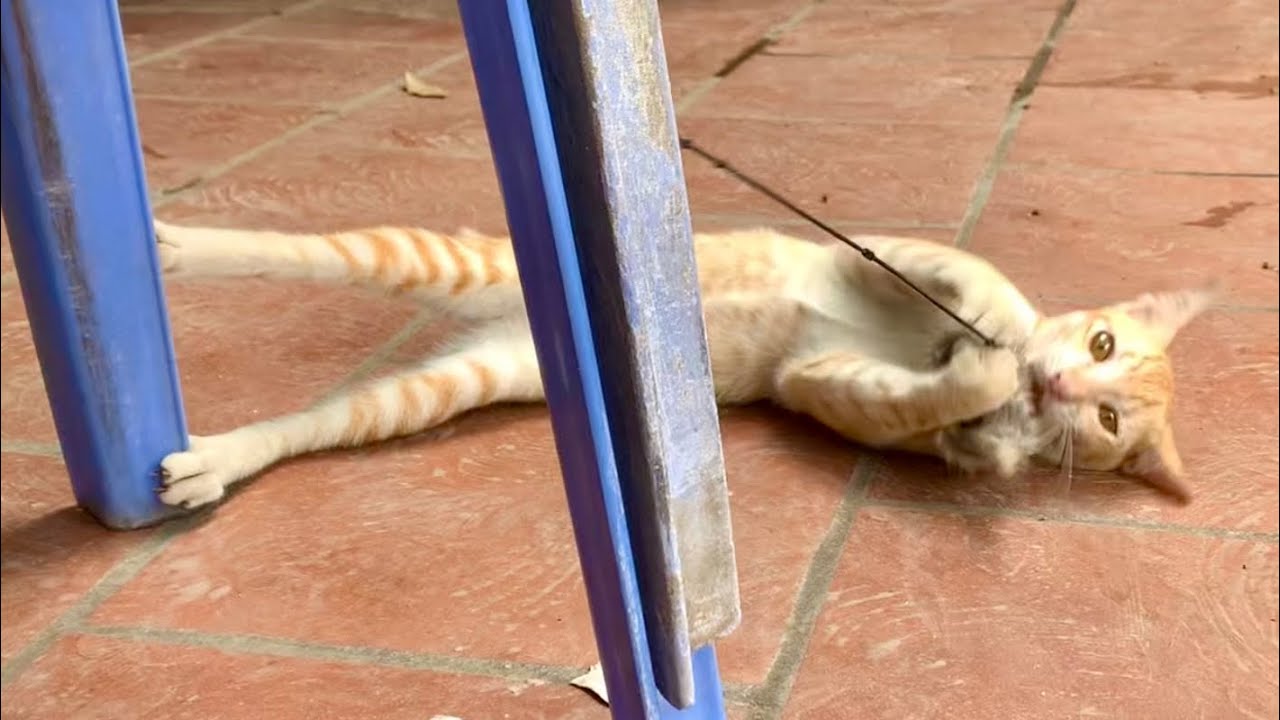 Cat 🐈 playing so cute 🥰#cat #kittty #catlover #funny #cute #kitten ...