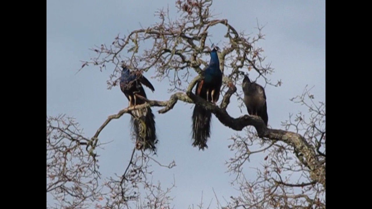 peacocks roosting in tree - YouTube