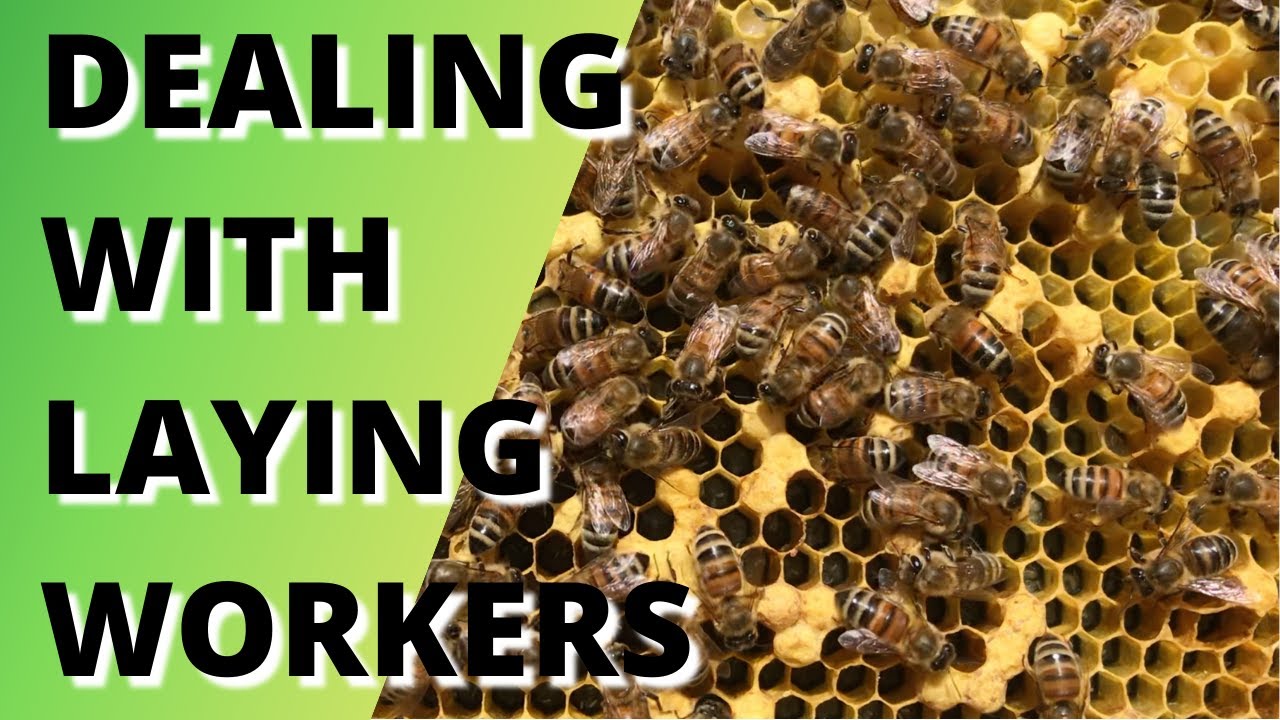 Dealing with laying workers - YouTube