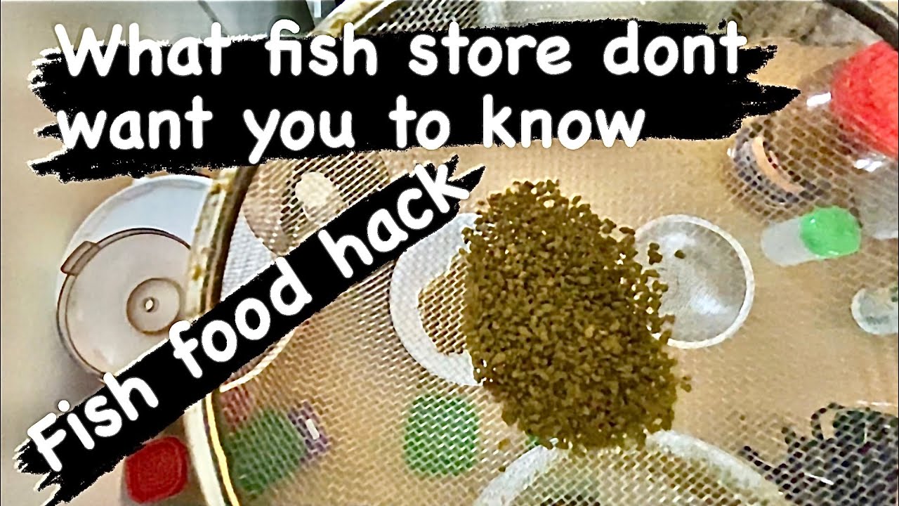 Fish food hack. Great for breeding and growing fry #bigdvsfish # ...