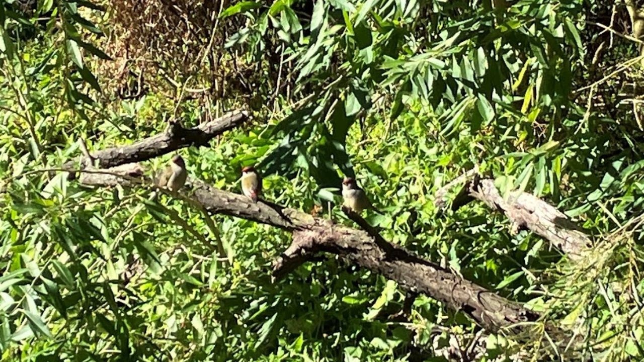 Bellbird walking track (Casula, Sydney) - YouTube