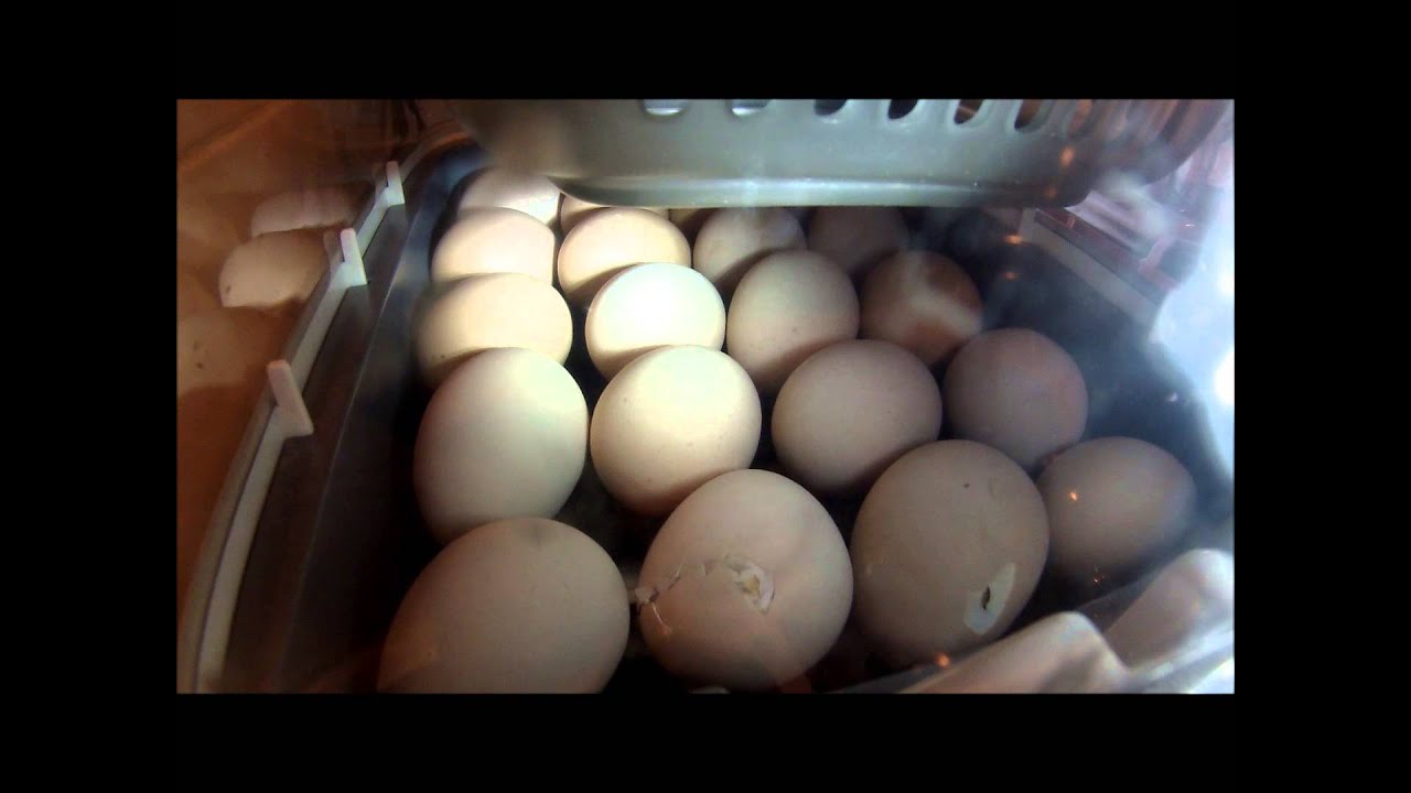 Geboorte van een Kuiken - YouTube