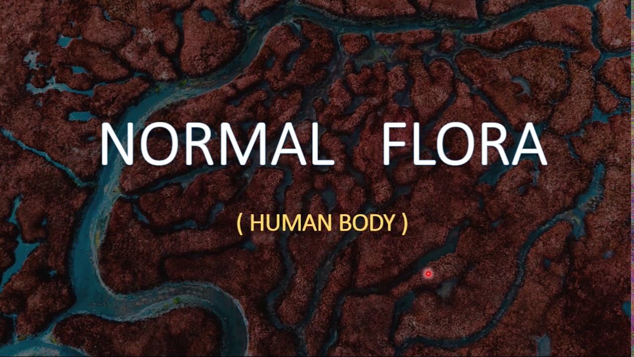 NORMAL FLORA Human Body YouTube normal-flora-human-body-youtube