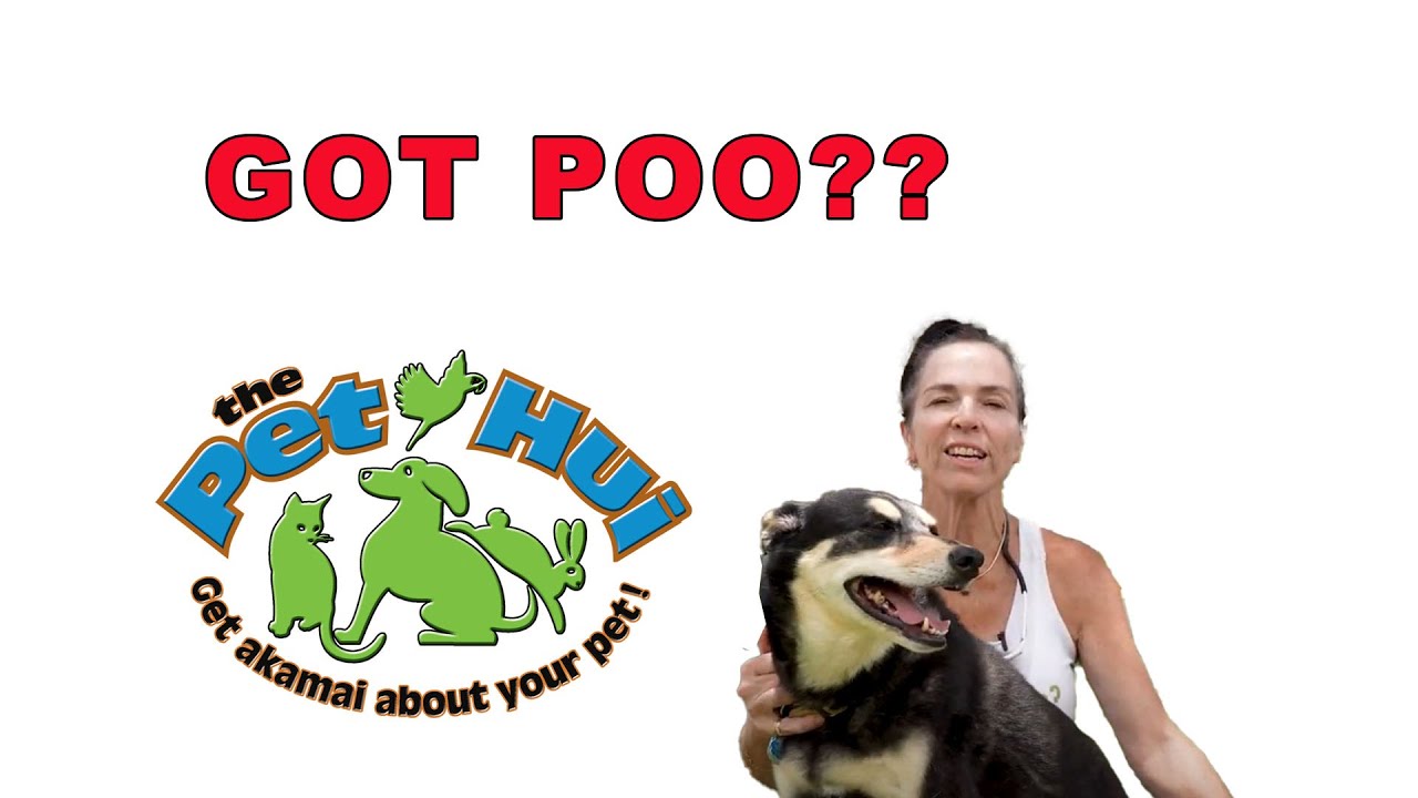 Working with animals Got Poo - YouTube