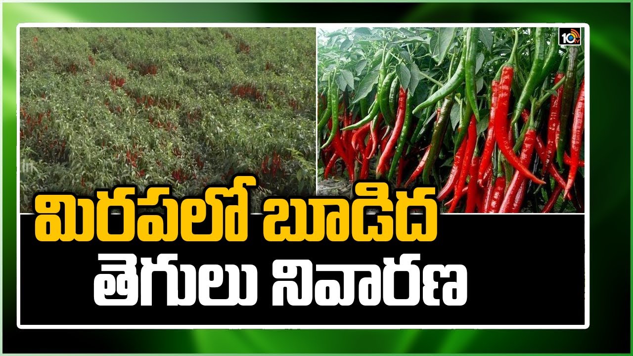 మిర‌ప‌లో బూడిద తెగులు నివార‌ణ‌ | Farming Techniques For Mirchi Crop ...