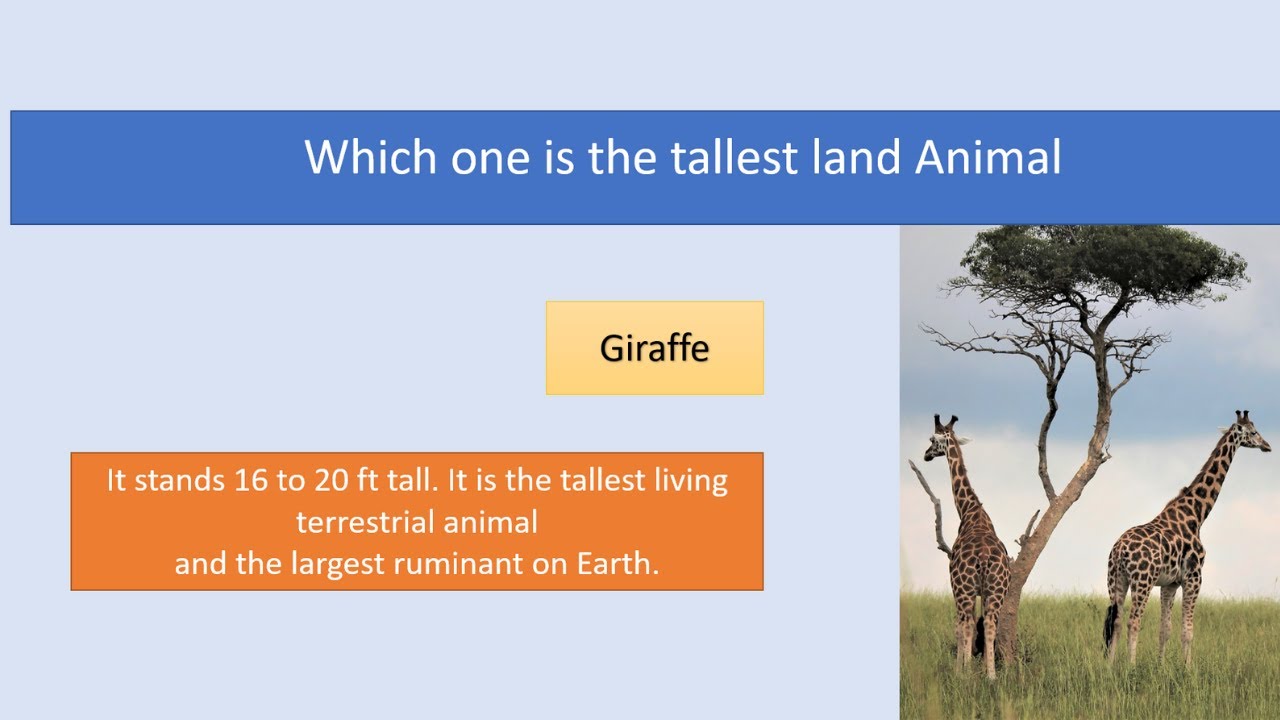Animal quiz kids | General Knowledge Quiz on Animals - YouTube