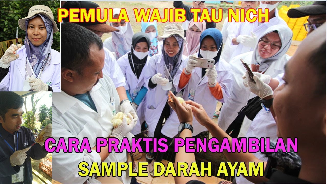 Cara Pengambilan Sample Darah Ayam - YouTube