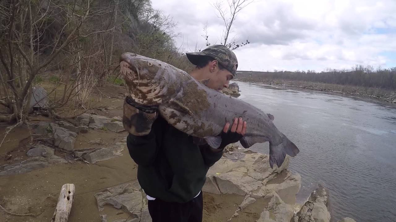 2016 Fishing Chainbridge potomac 20+ catfish - YouTube