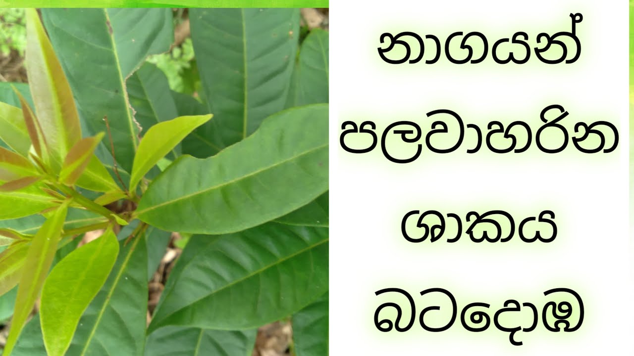 bata doba tree/බටදොඹ ශාකය/# #/syzygium operculatun/myrtaceae/sri lanka ...