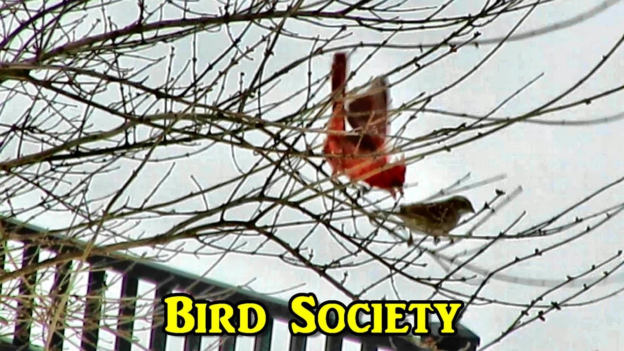 Bird Society - YouTube