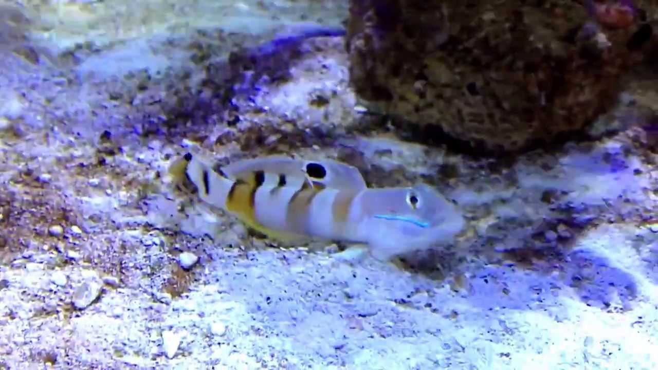 Tiger watchman Goby Fish - YouTube