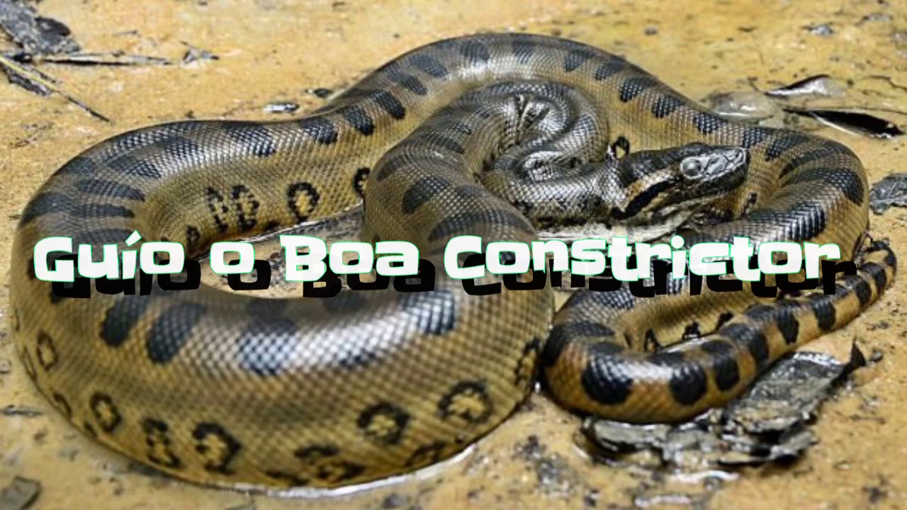 COMIÓ CARNE DE CULEBRA SIN SABERLO. - YouTube