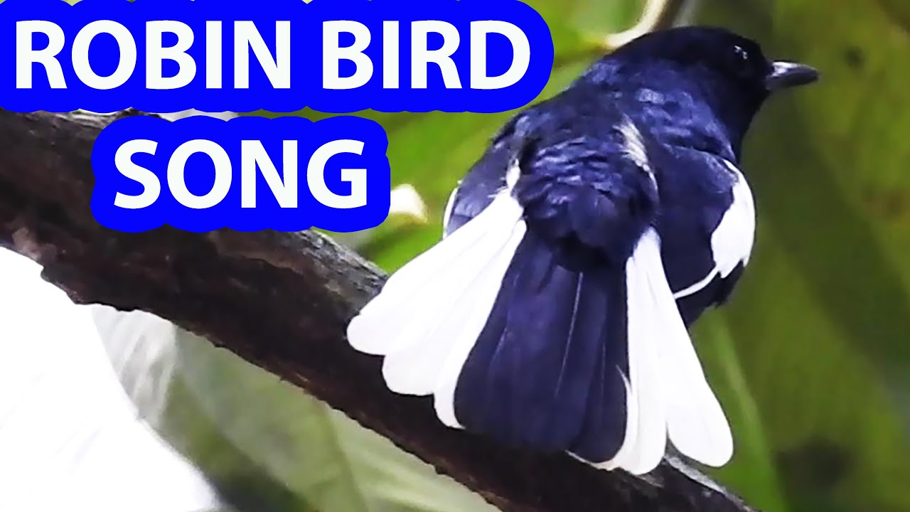 Robin bird song - Various singing sounds of Oriental magpie robin - YouTube