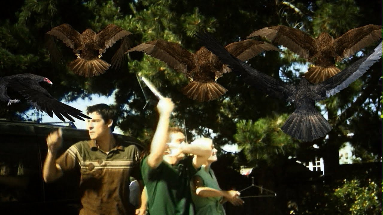 Man Vs. Birdemic (The Film) ((FEAT. BIRDS)) - YouTube