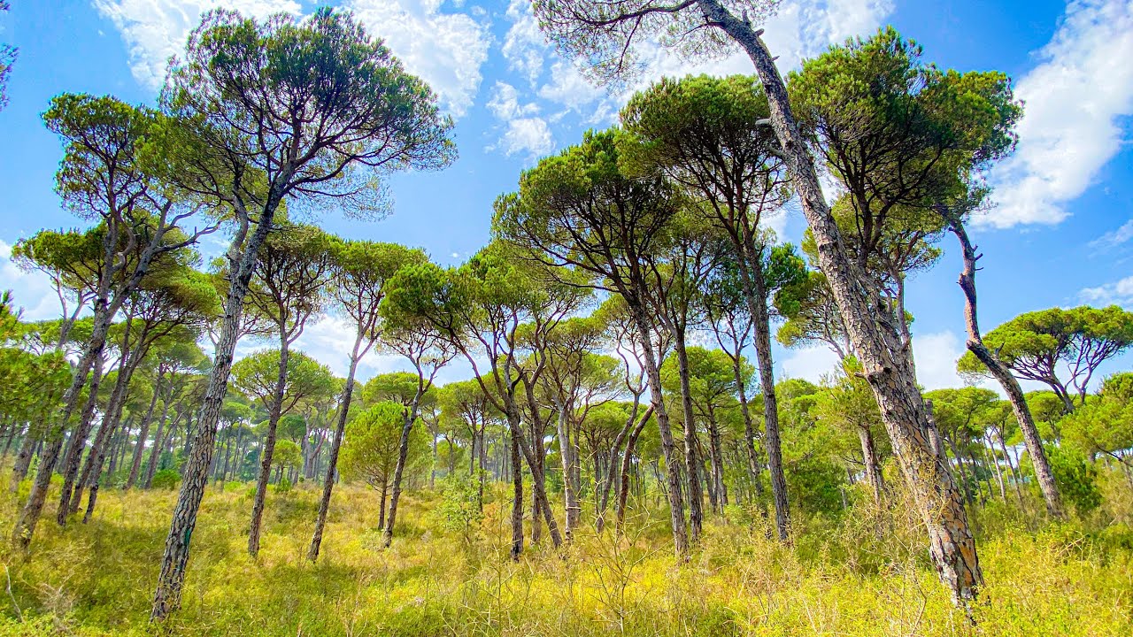 The Majestic Pine Forest of Bkassine, Jezzine: The Biggest in the ...