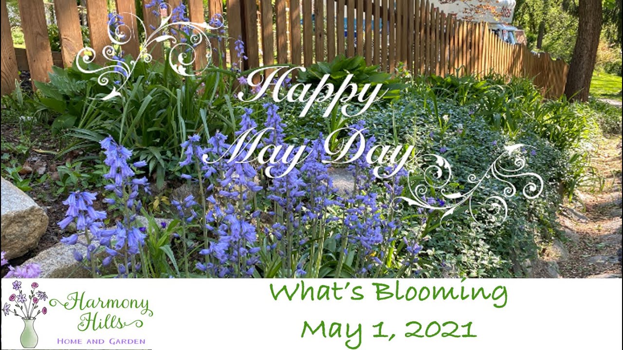 What's Blooming? May 1, 2021 - Happy May Day! - 🌸🌺 ️🌺🌸 - YouTube