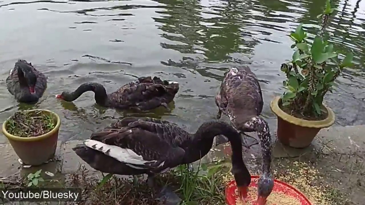 Black Swan Feeding Fishes, It's Amazing - YouTube