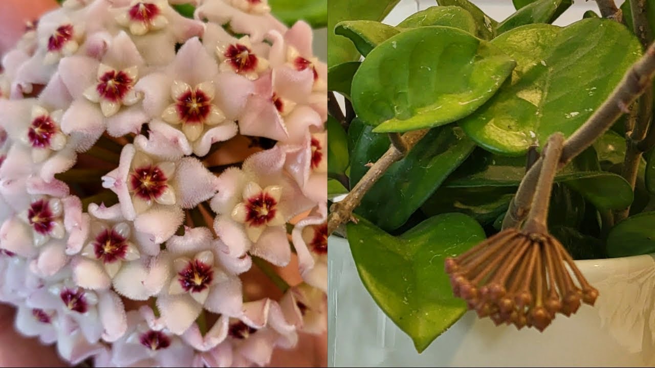 How To Take Good Care of Your Hoya Carnosa Krinkle - YouTube