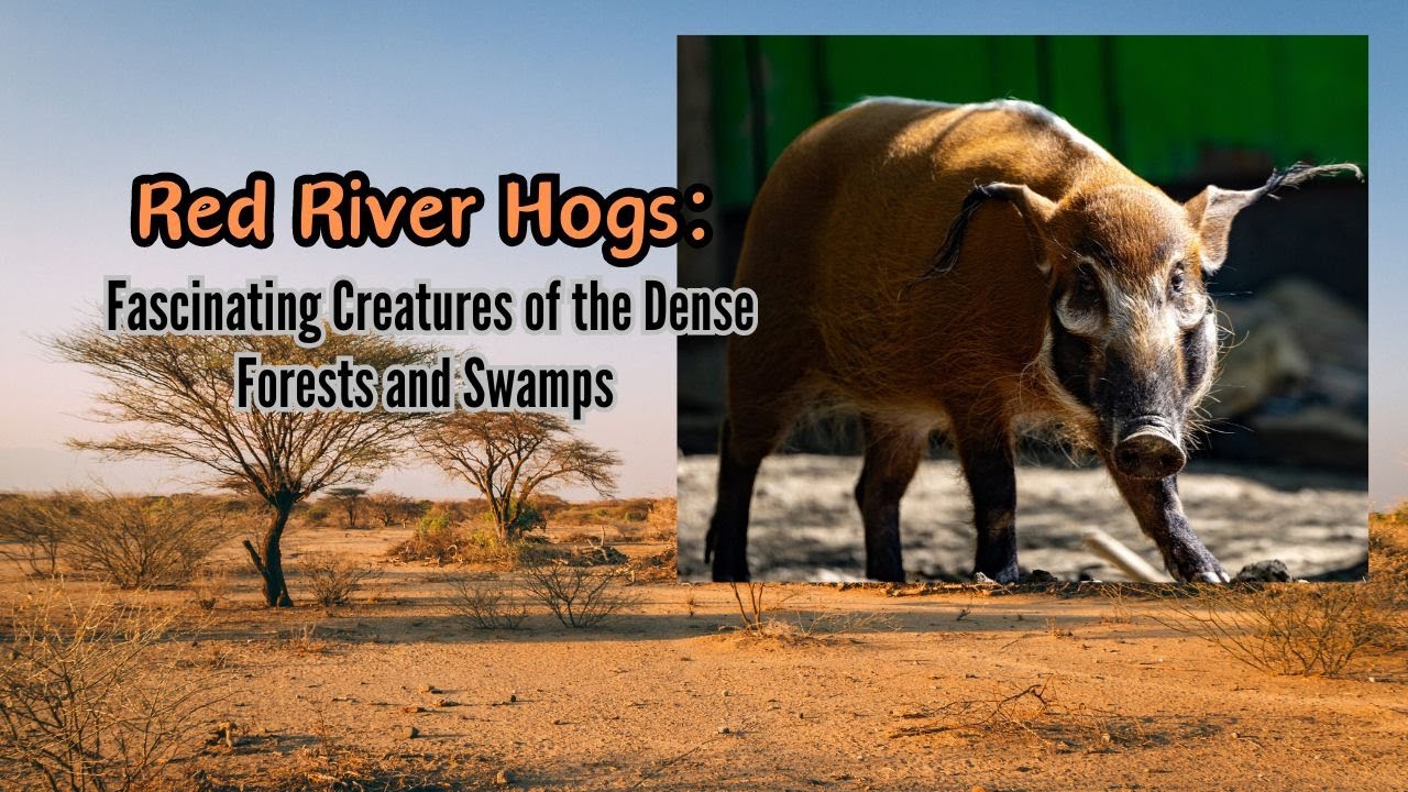 Red River Hogs: Fascinating Creatures of the Dense Forests and Swamps # ...
