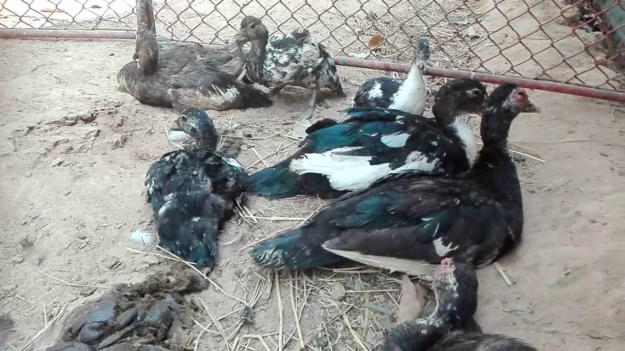 Agriculture | ជំងឺរាកខៀវលើទា | Diarrhea on duck - YouTube