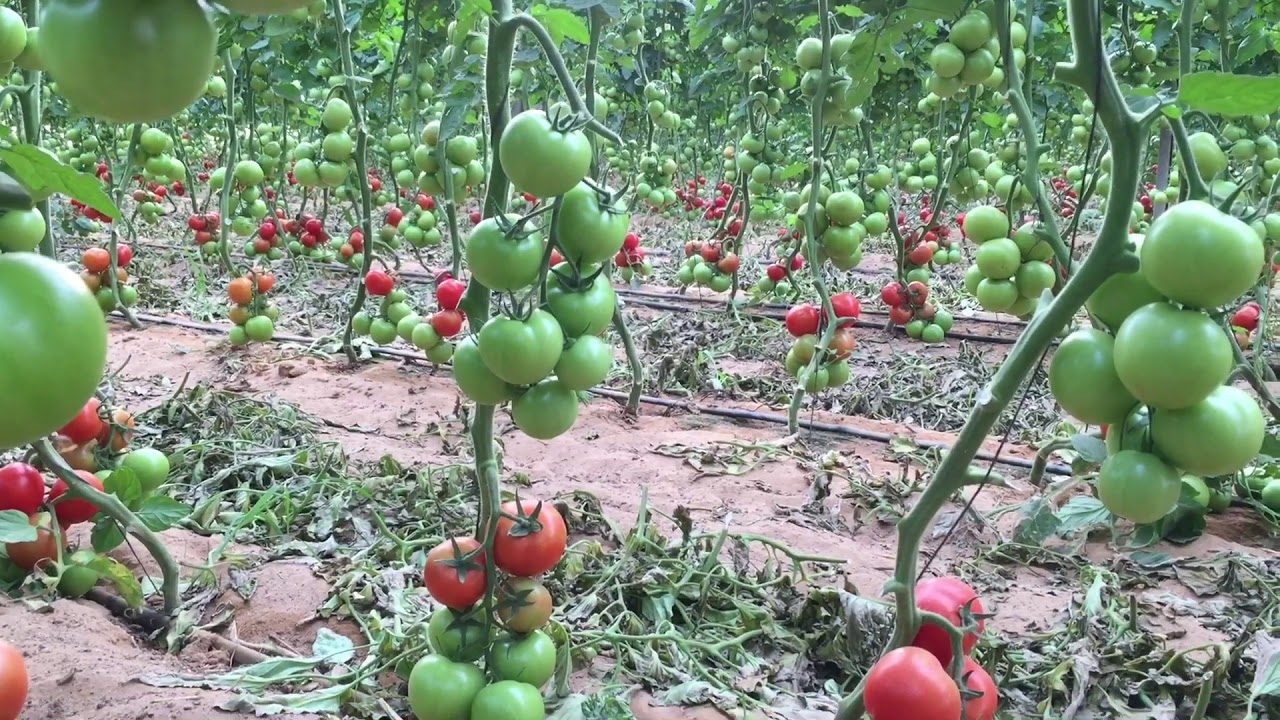 After cut out of leafs of tomatoes in Israel .พาชมสวนมะเขือเทศหลังตัด ...