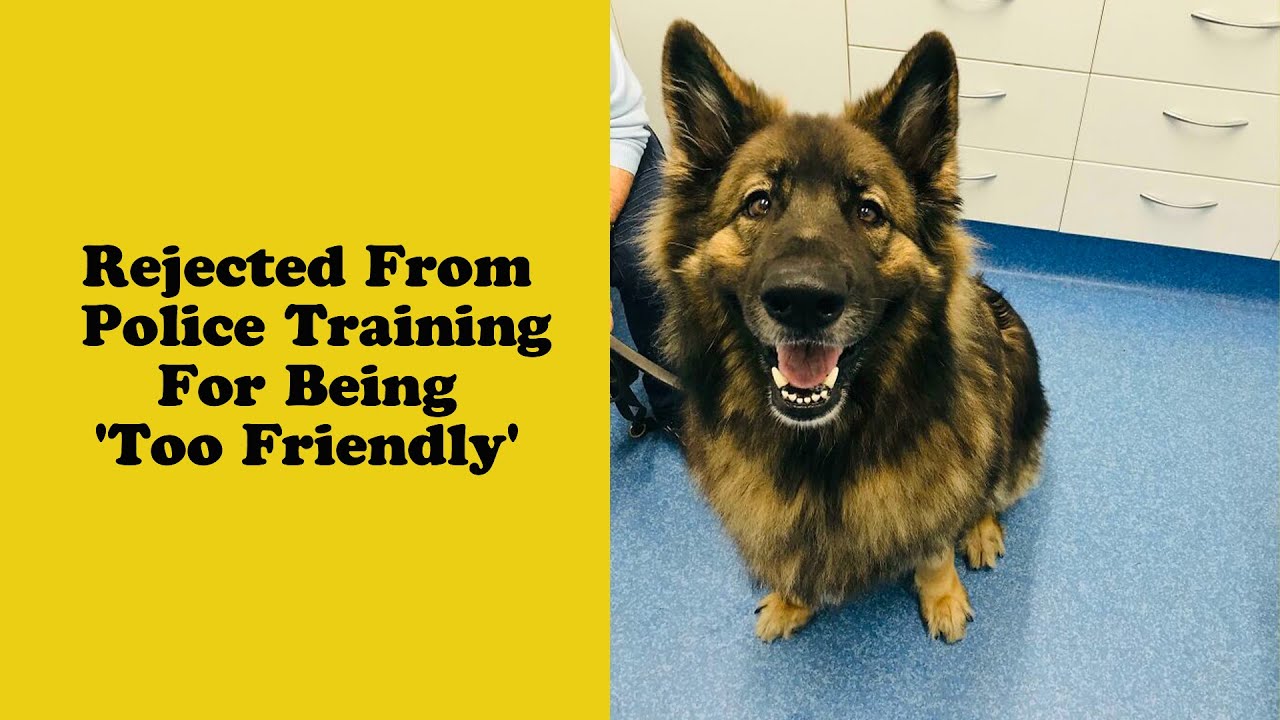 50 Uplifting Animal Pictures To Help You Get Through The Week - Animal ...