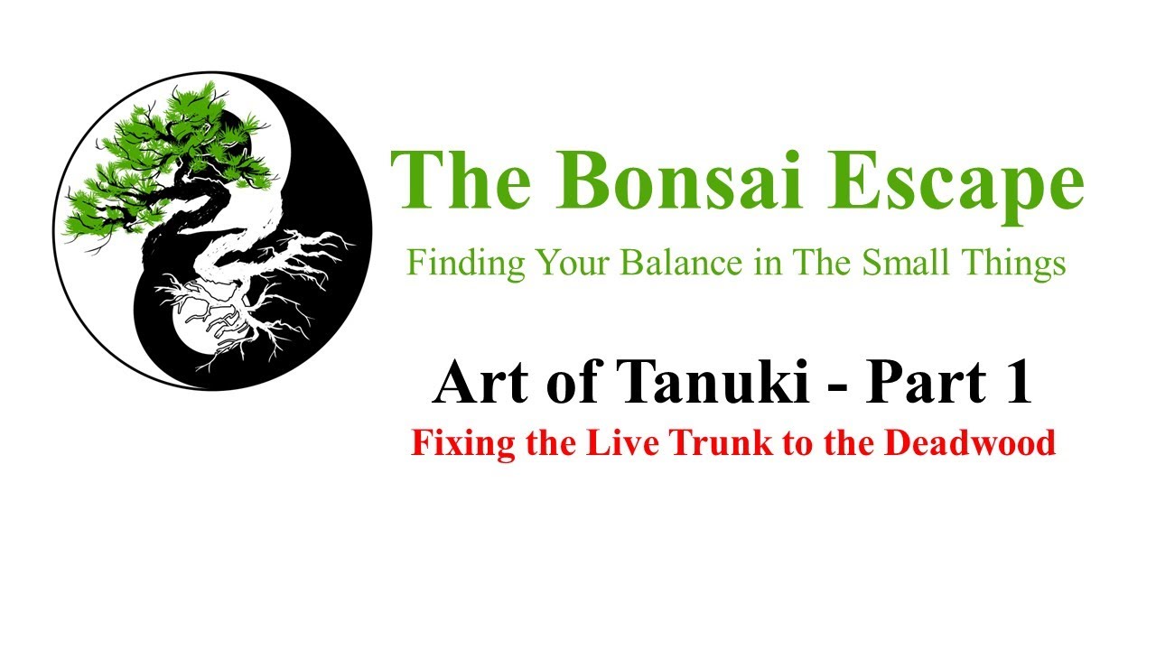 The Art of Tanuki Part I fixing the live tree to the deadwood - YouTube