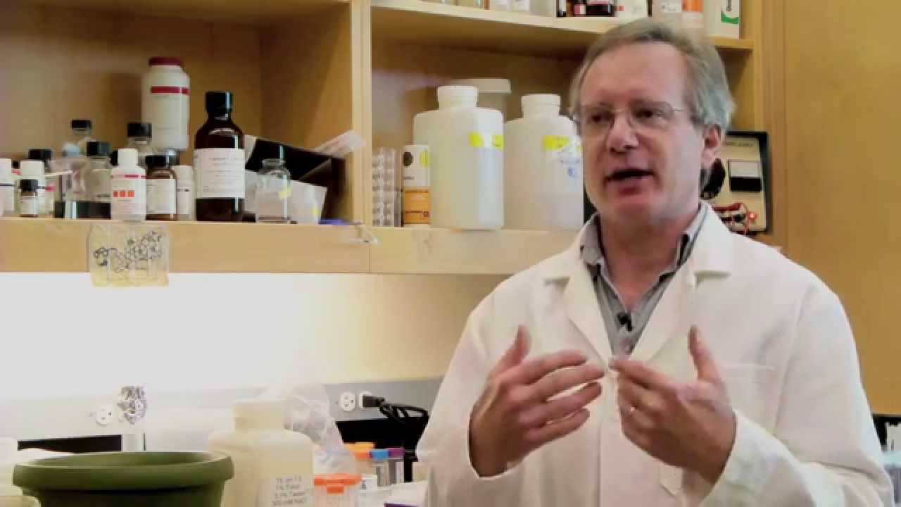 What Does Epigenetics Have to Do with Honeybees? - YouTube