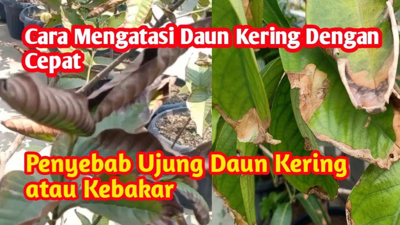 Cara Mengatasi Ujung Daun Kering pada Tanaman dengan cepat || Penyebab ...