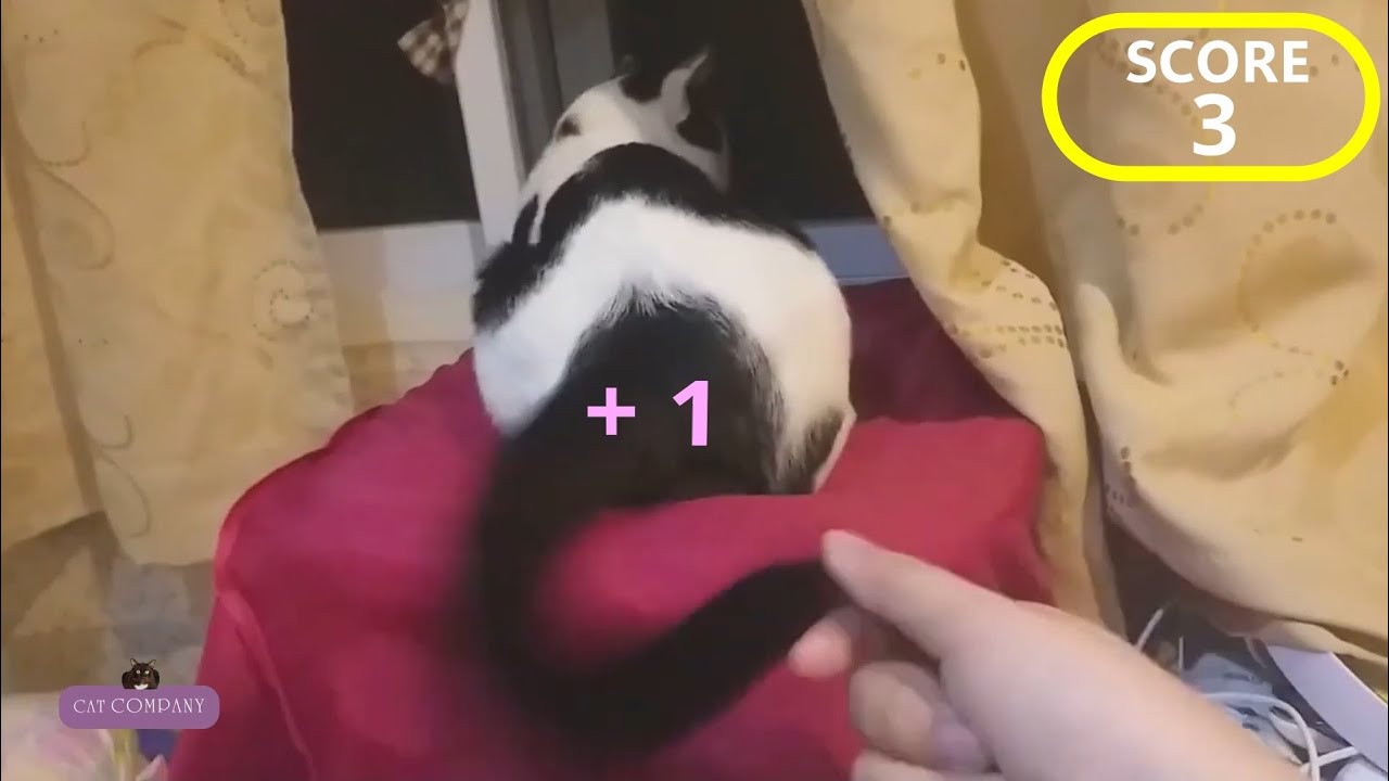 FUNNY CAT TAIL CATCHING GAME ~ - YouTube