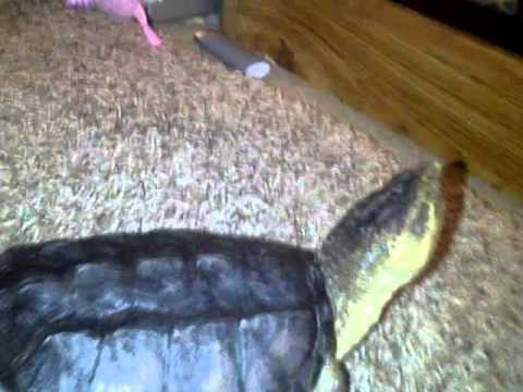 very friendly snapping turtle :) - YouTube
