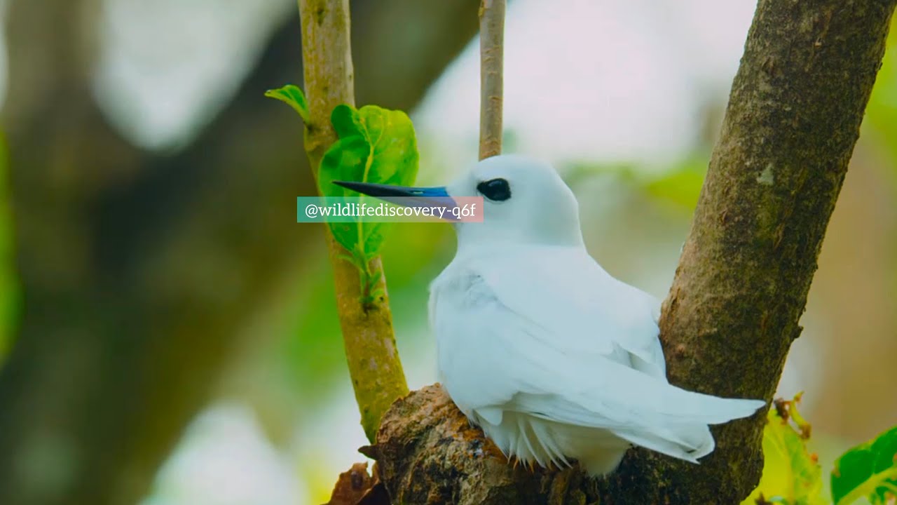 The laziest bird will force hatching even if the egg is broken # ...