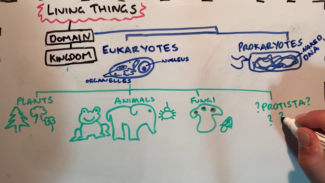 How is a plant a plant? | Biology Domains and Kingdoms - YouTube